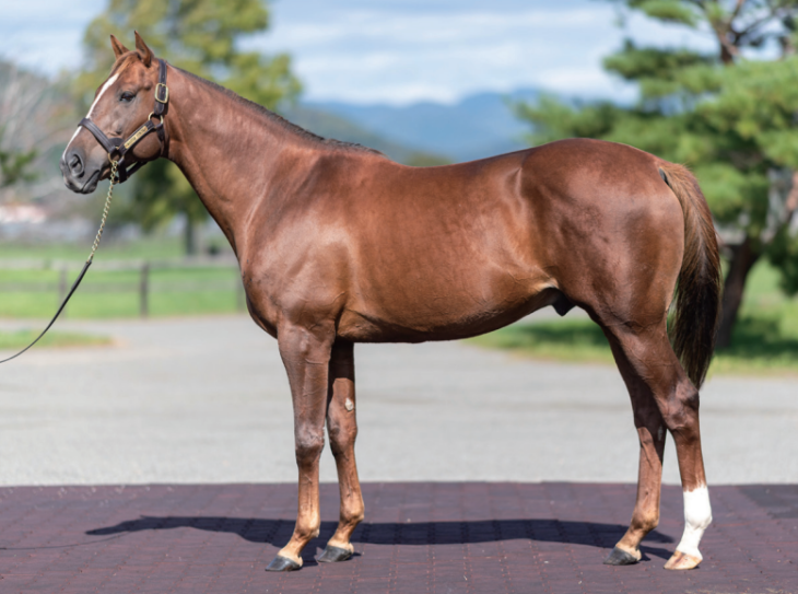 Master Fencer ｜ イーストスタッド | 株式会社ジャパンレースホースエージェンシー